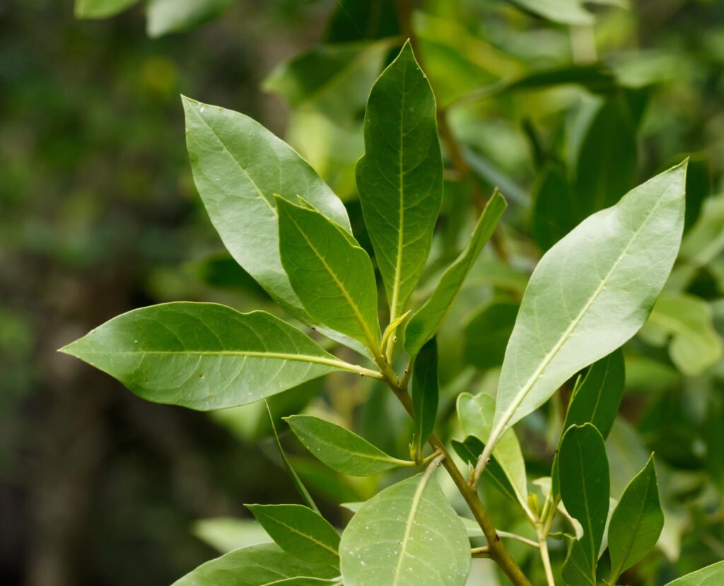 Conocarpus Green – Khaazay